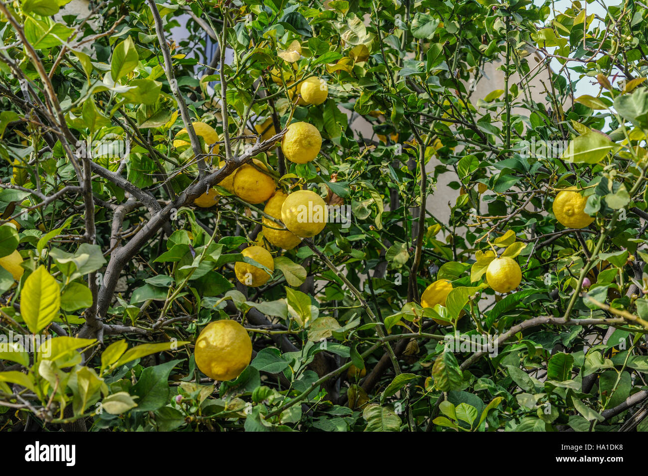 Ripe lemons growing on a lemon tree in Cyprus Stock Photo - Alamy