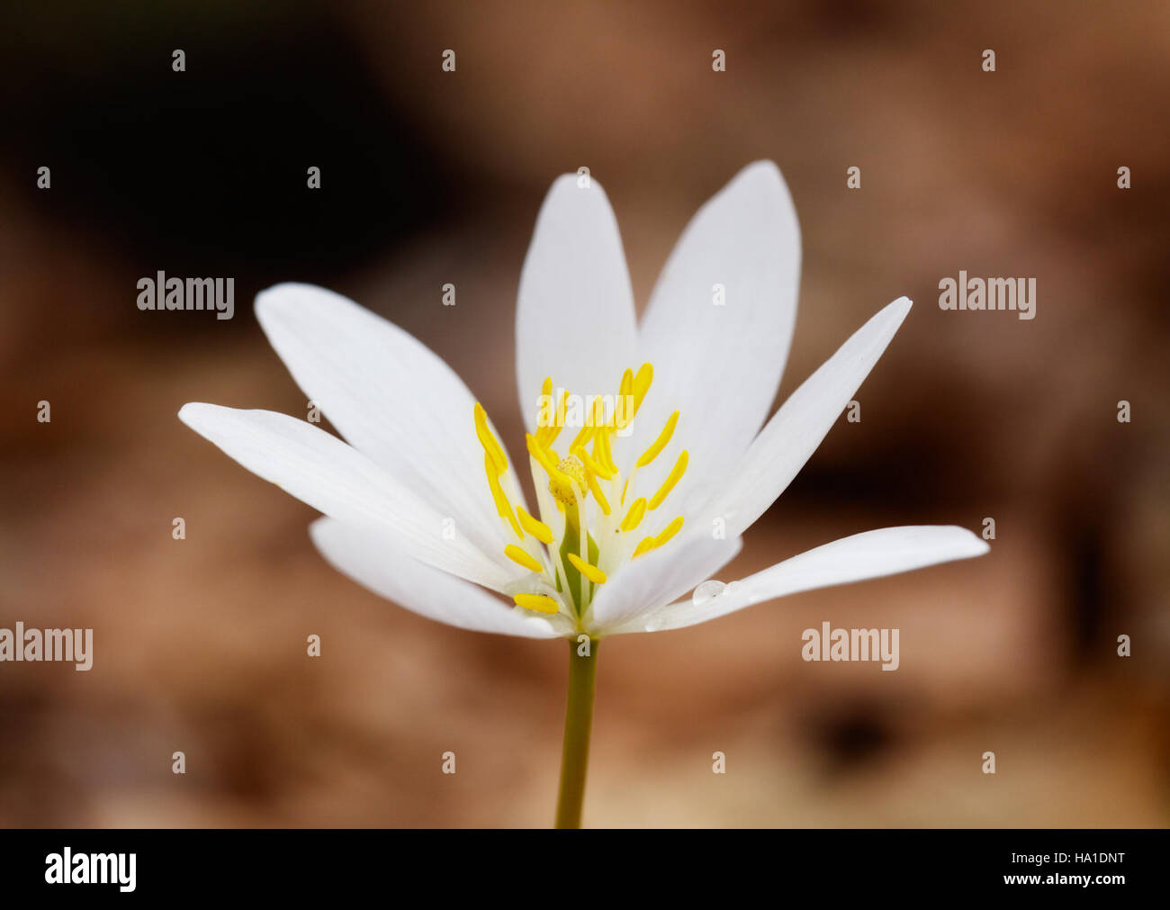 snpphotos 26916648543 Bloodroot Stock Photo - Alamy