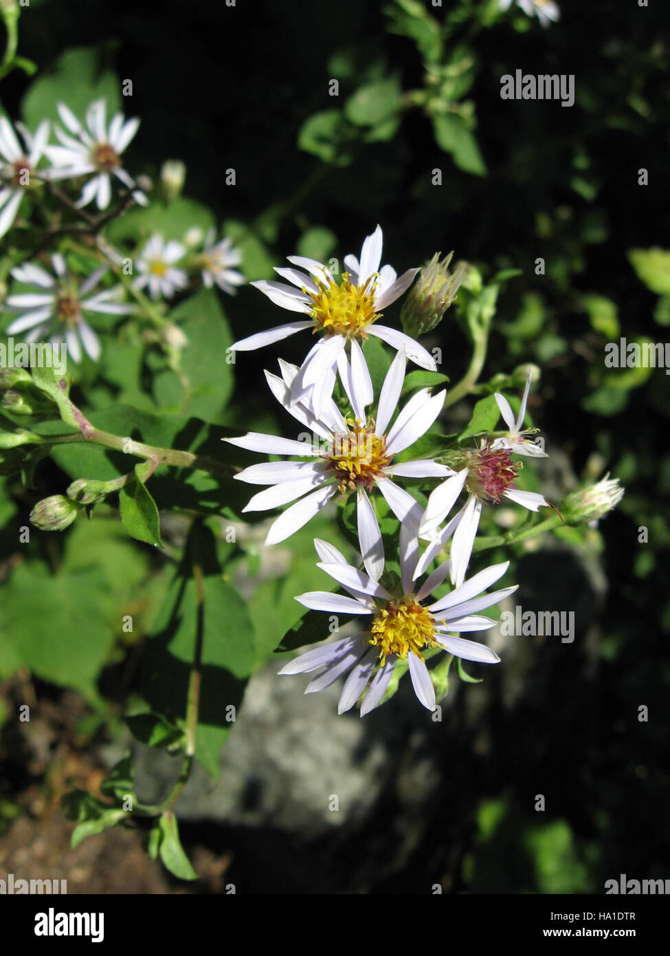 Asters, native wildflowers, thrive in many regions of the United States ...