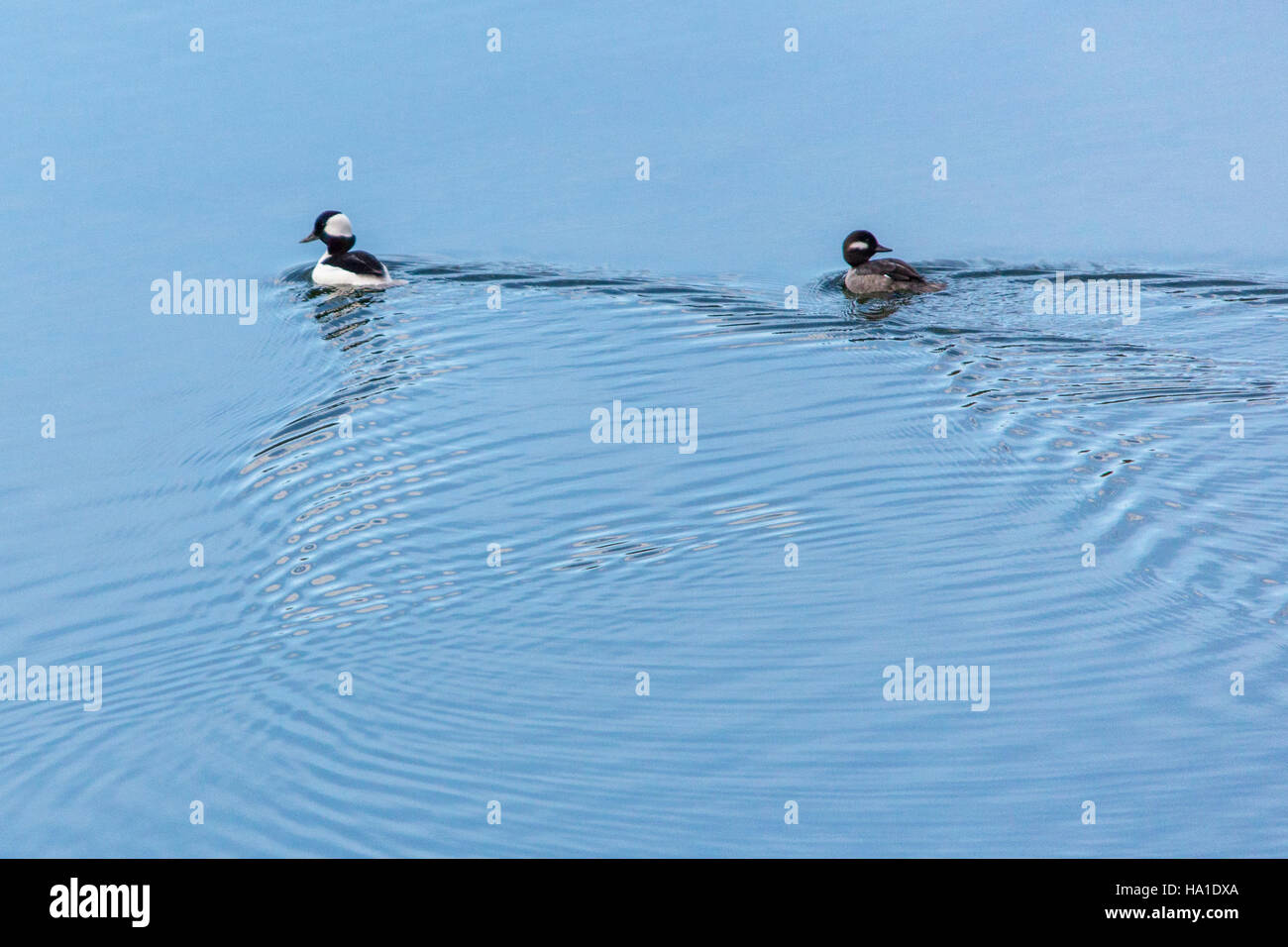 A pair of Bufflehead ducks (Bucephala albeola) were spotted in Glacier National Park, showcasing ...