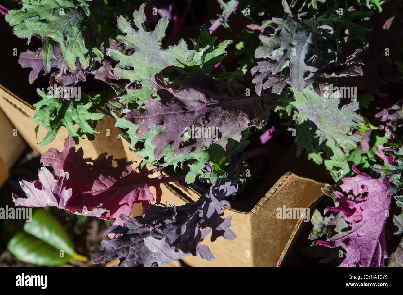 April is National Garden Month, celebrating the importance of community ...