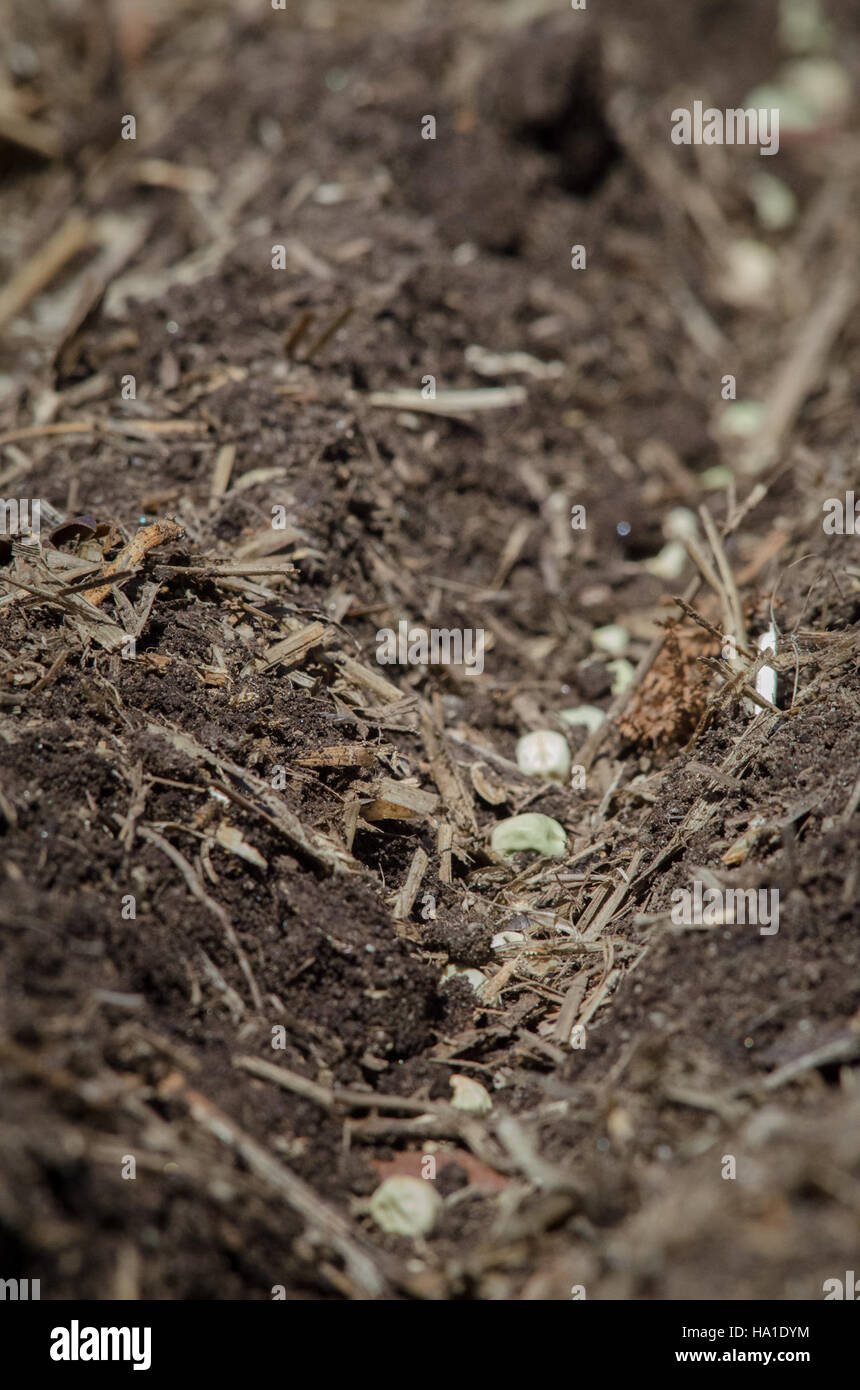 April is National Garden Month, a time to celebrate community gardens ...