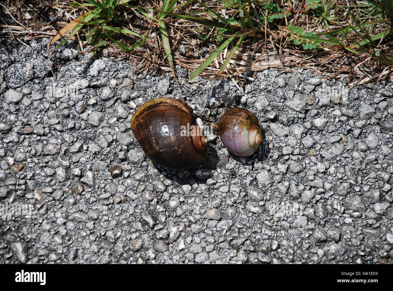 The Everglades National Park monitors the impact of invasive apple ...