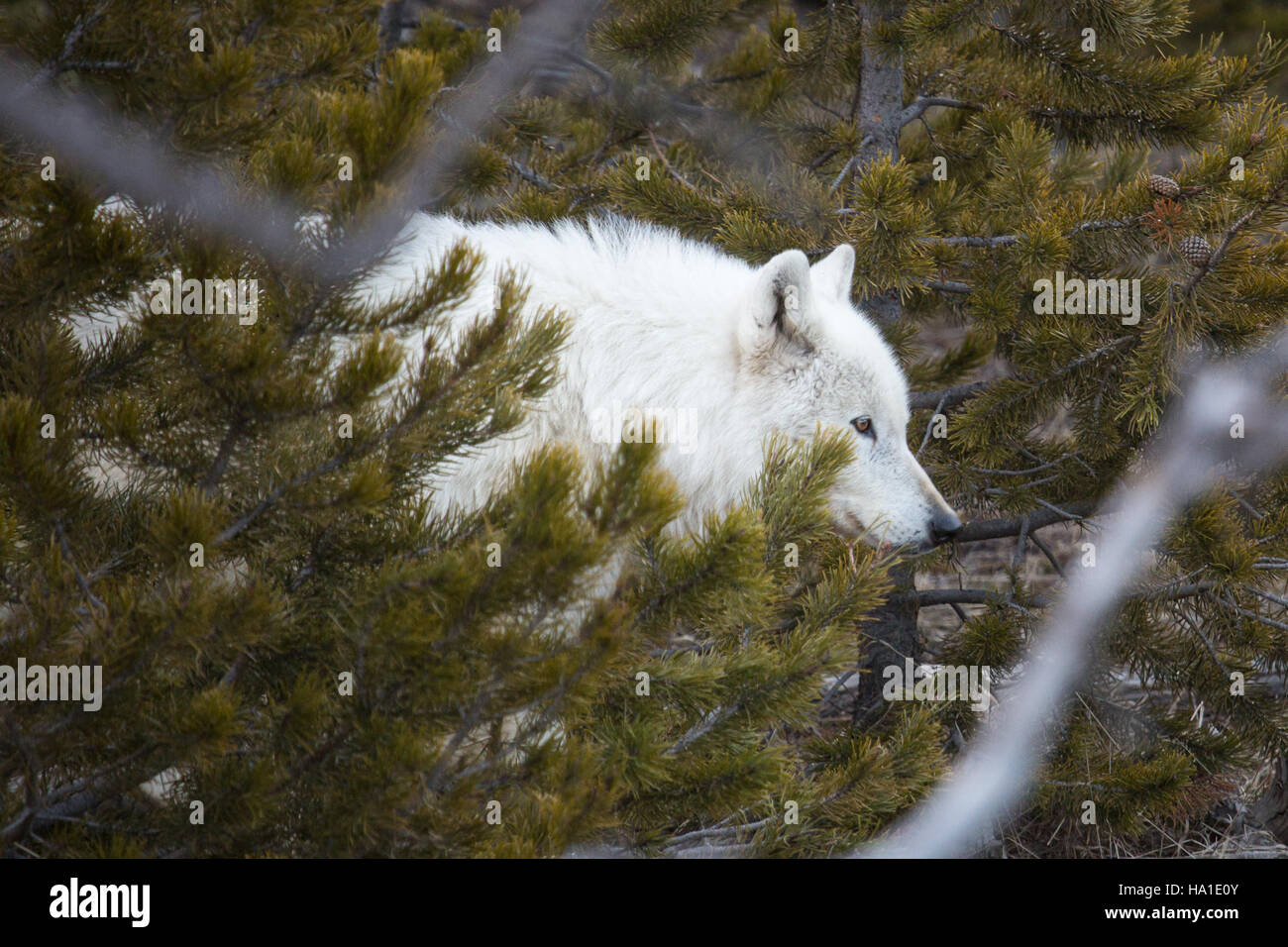 A female Alpha wolf from the Canyon Pack in Yellowstone National Park ...