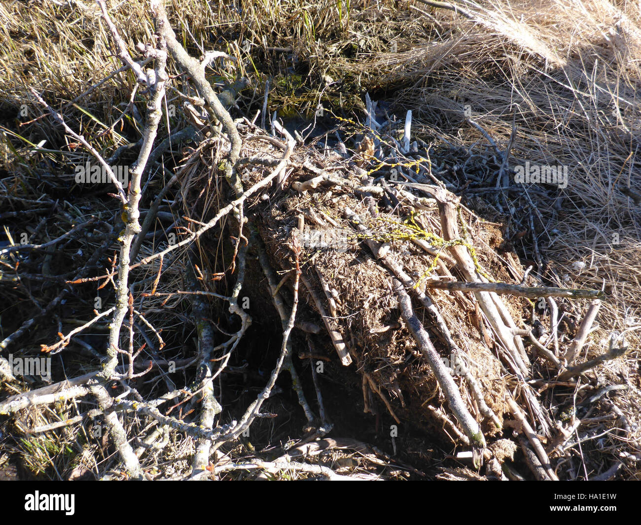 A fallen eagle nest at Brooks Camp, captured in 2016, showing the ...
