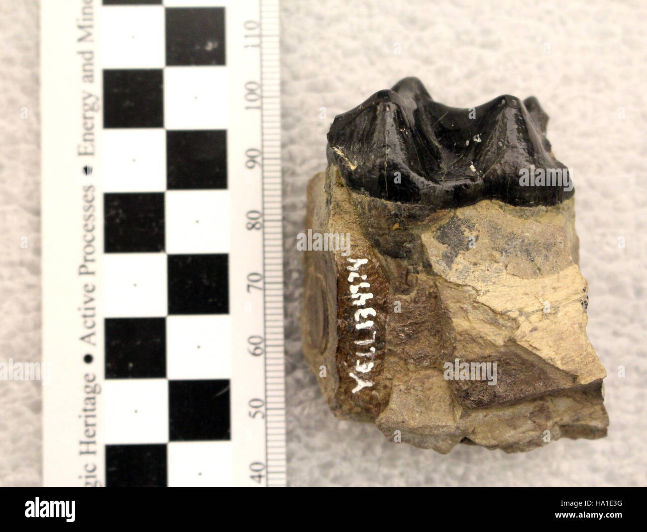 In Yellowstone National Park, a second molar from a brontothere, an ...