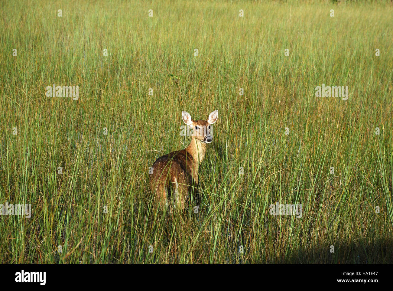 evergladesnps 9255120481 White Tailed Deer on prairie, NPSPhoto Stock ...