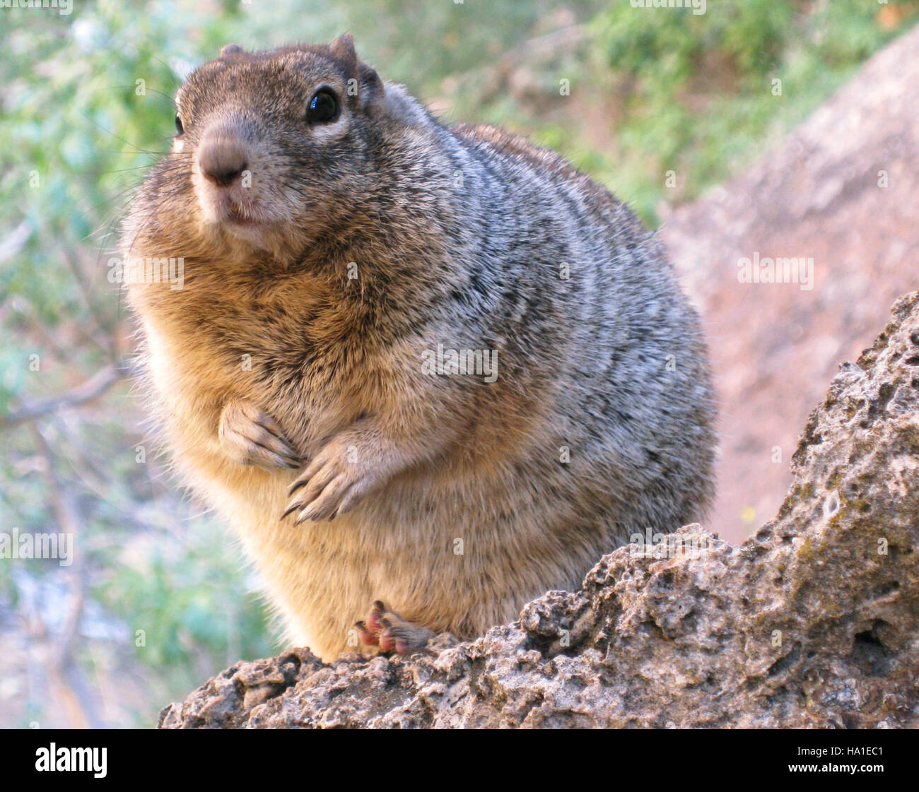 An overfed rock squirrel in Zion National Park, showcasing the impact ...