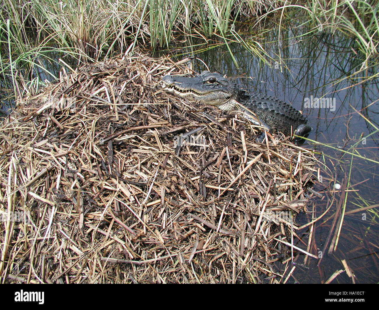 A photo showing an alligator nest in Everglades National Park ...