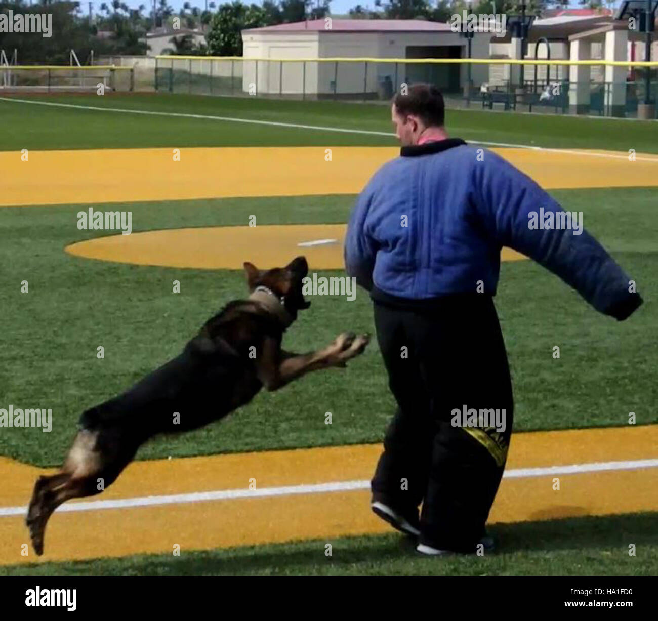 Military working dogs play a vital role in defense and security ...