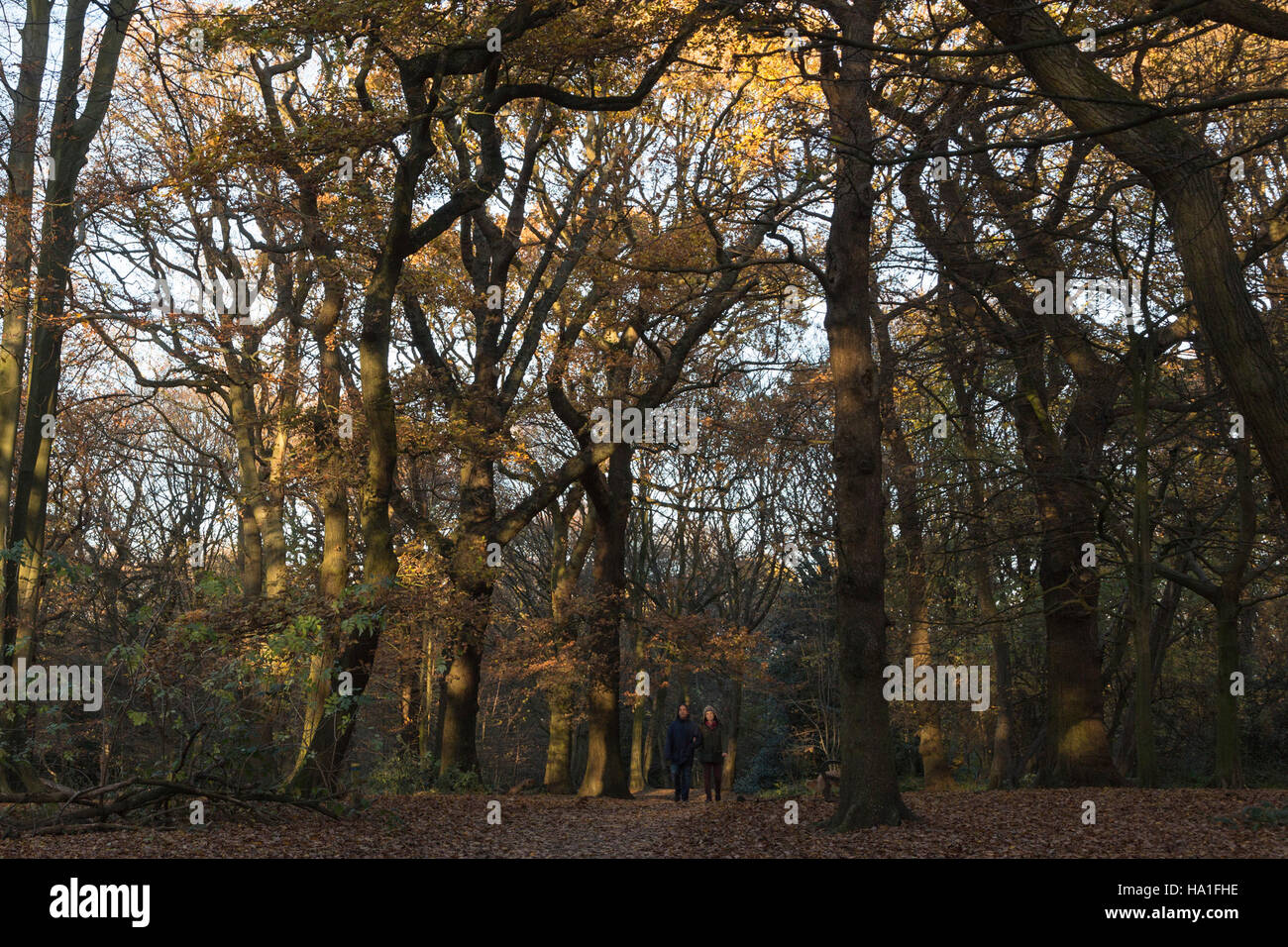 Autumn sunshine highgate hi-res stock photography and images - Alamy