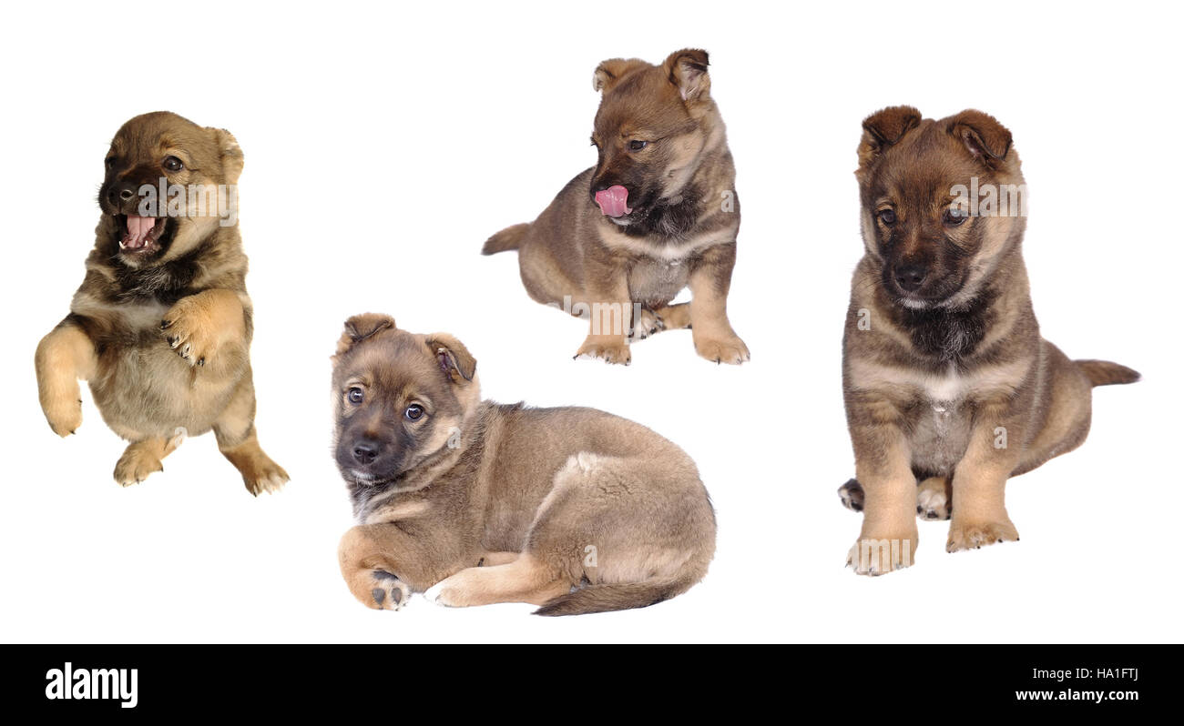 Cute brown baby dog Cut Out Stock Images & Pictures - Alamy