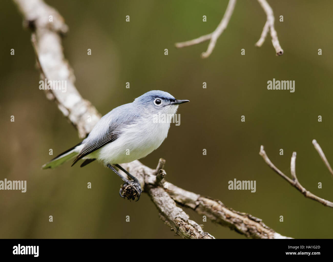Blue gray gnatcatcher bird hi-res stock photography and images - Alamy