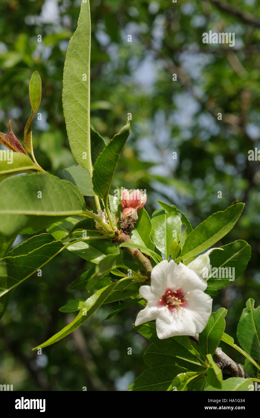 Almond Bud High Resolution Stock Photography and Images - Alamy