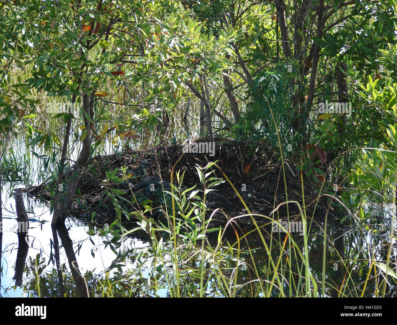 evergladesnps 9101513571 Alligator Nest at Shark Valley, NPSPhoto (1 ...