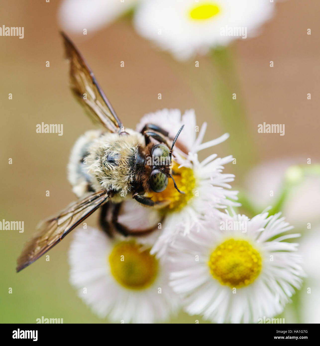 A bumblebee is seen collecting nectar from a Daisy Fleabane, an ...