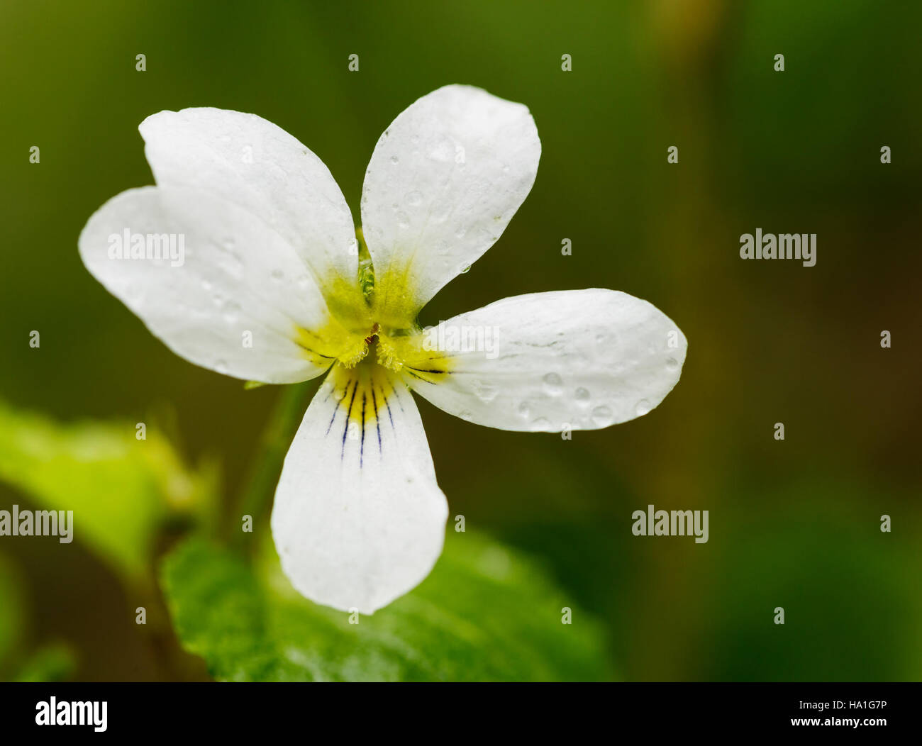 Downy violet hi-res stock photography and images - Alamy