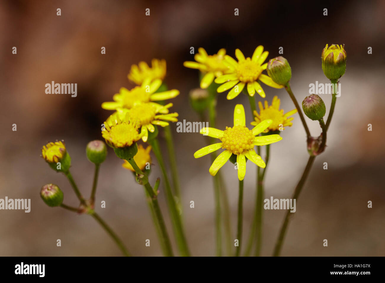 Benefits of ragwort hi-res stock photography and images - Alamy