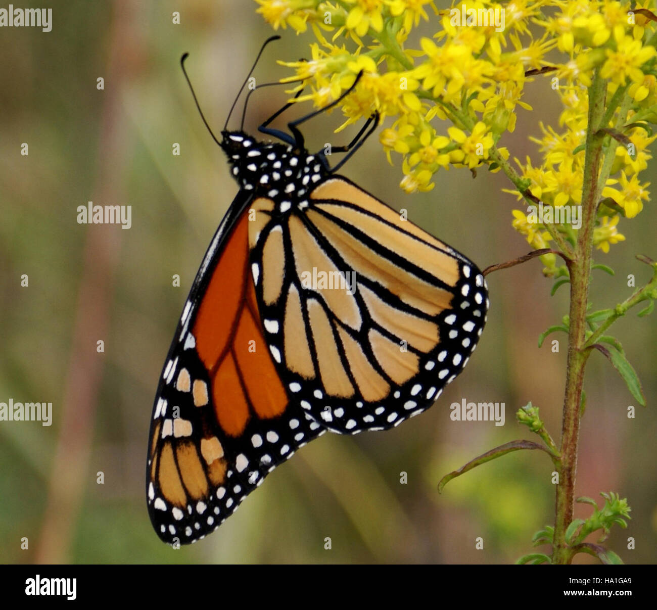 A monarch butterfly rests on a flower in a natural environment. This ...
