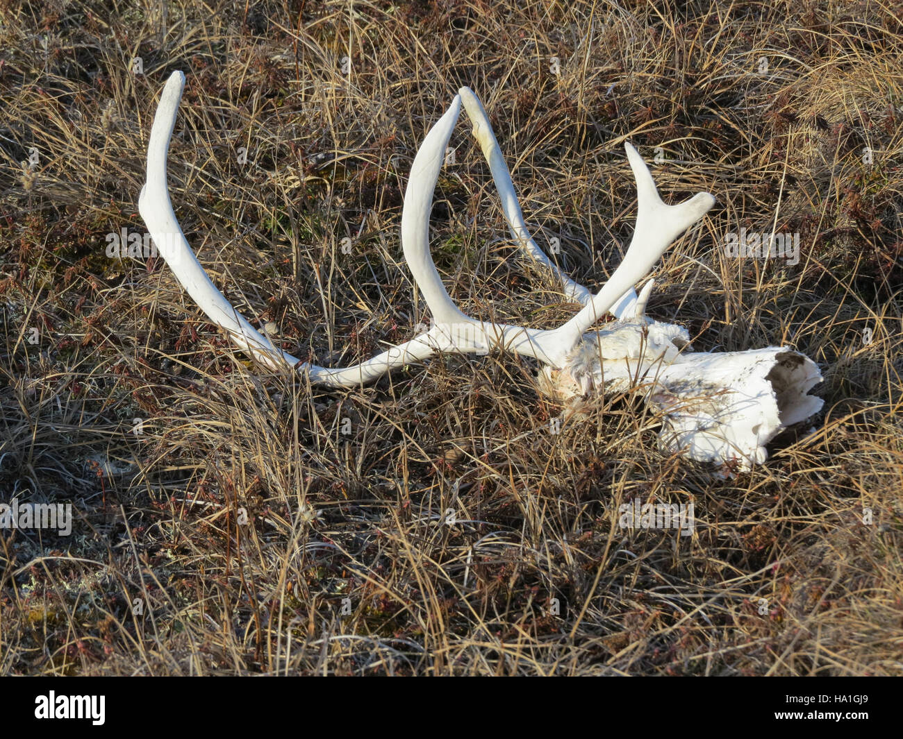 The image from Alaska National Park highlights the state's unique and ...