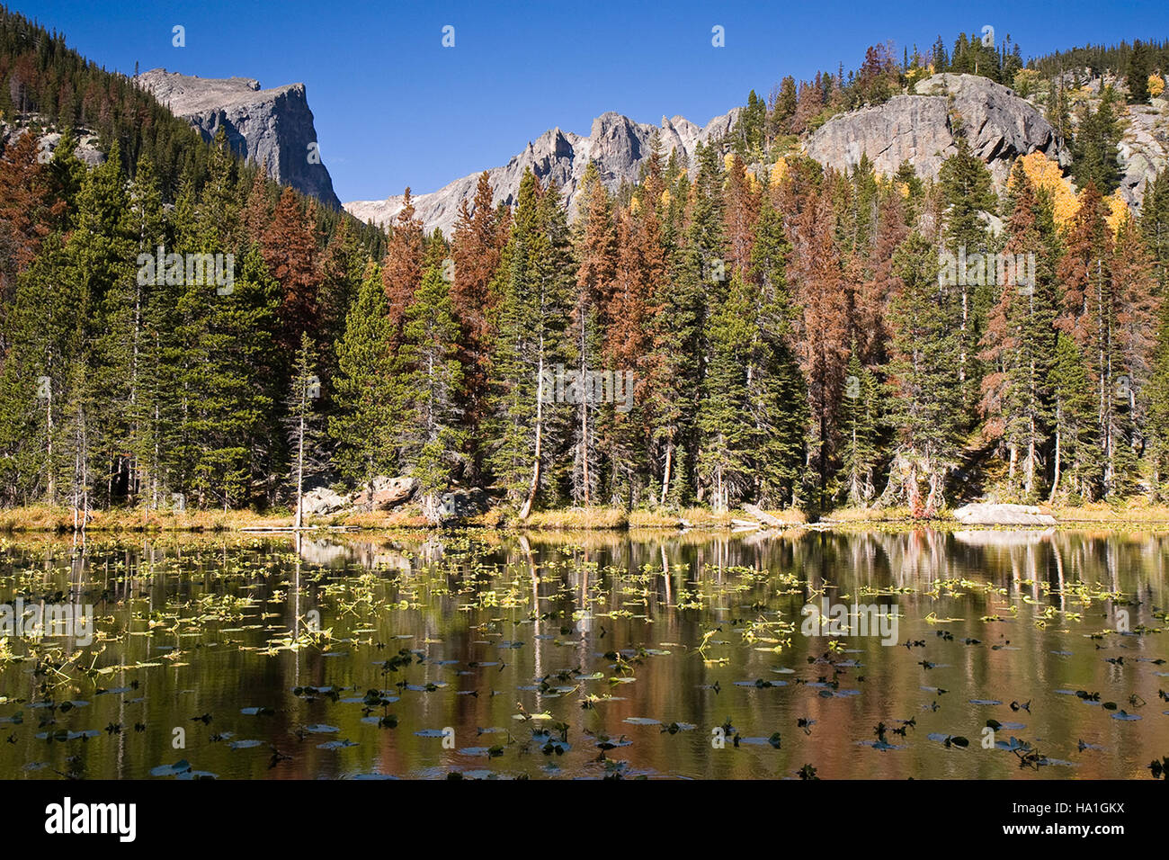 The image captures a pine beetle-damaged forest near Mountain Lake in ...