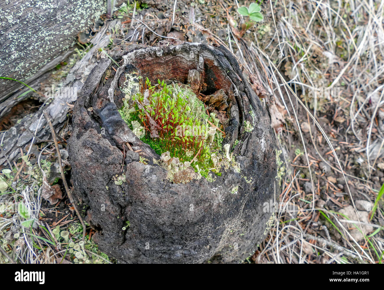 This image showcases moss and lichen growing on a decaying log in ...