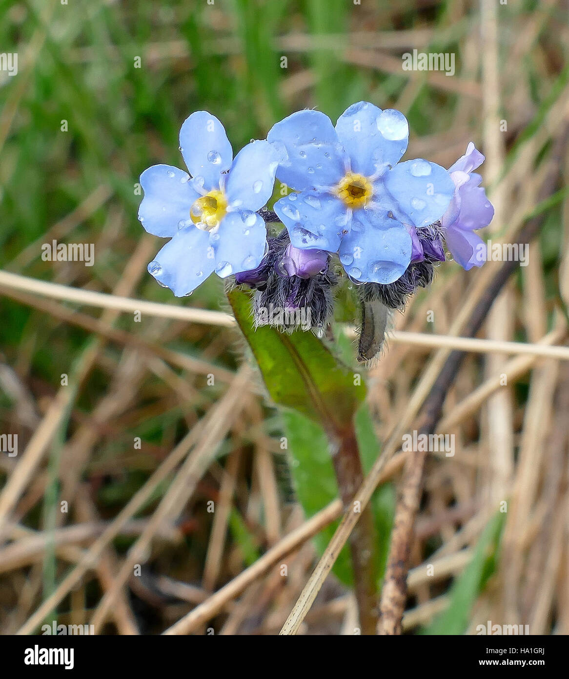 A photo of *Hackelia floribunda*, commonly known as Forget-me-not, in ...