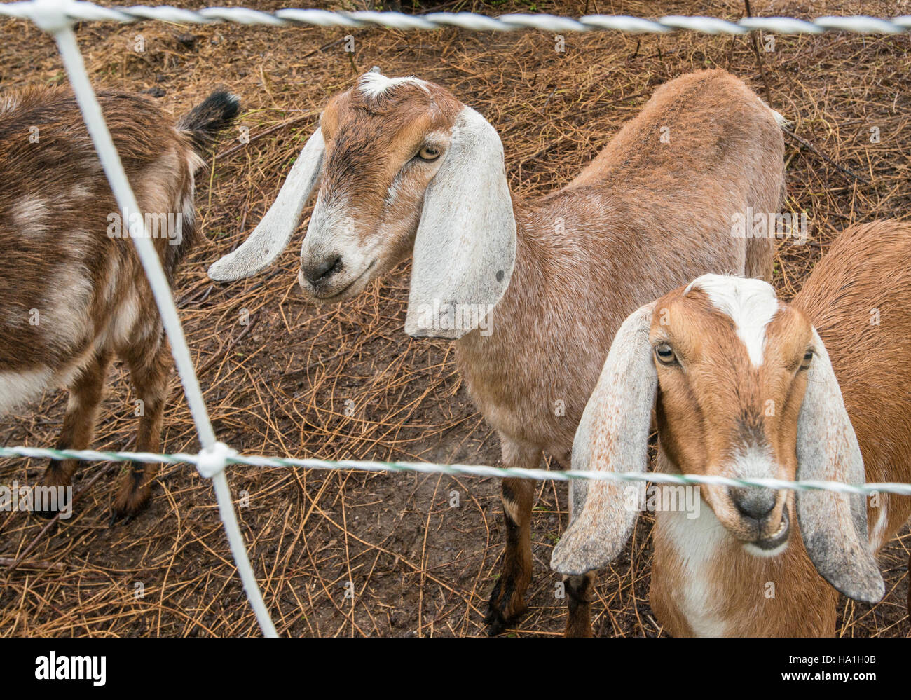 The USDA’s Outreach and Assistance for Socially Disadvantaged Farmers ...
