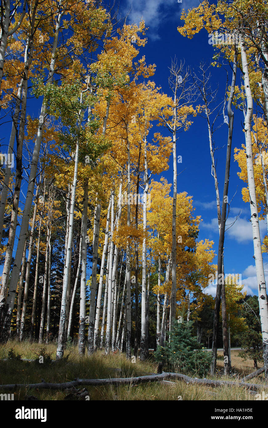 A vibrant stand of aspen trees in Bandelier National Park, showcasing ...