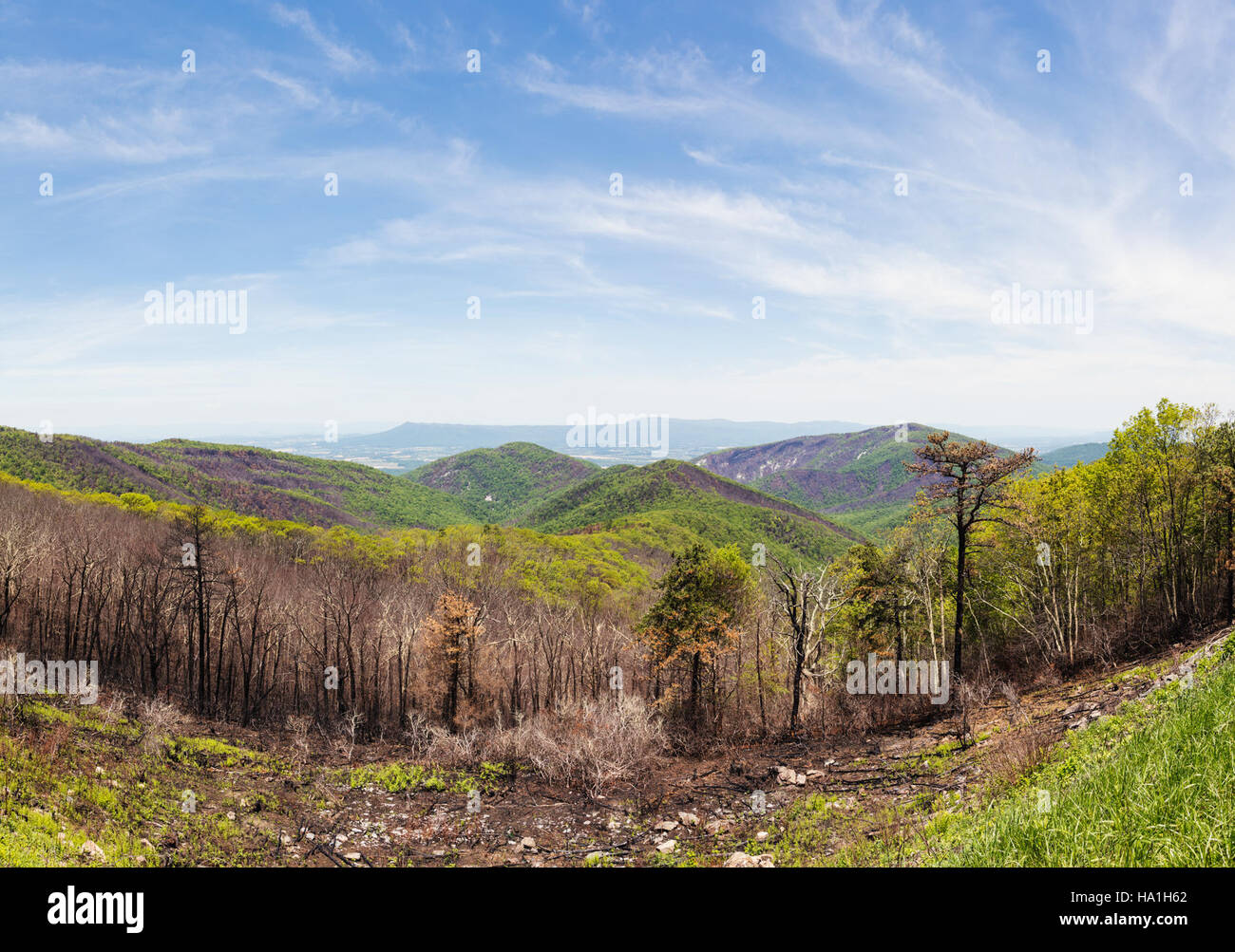 A post-fire landscape photograph capturing the impact of wildfire on ...