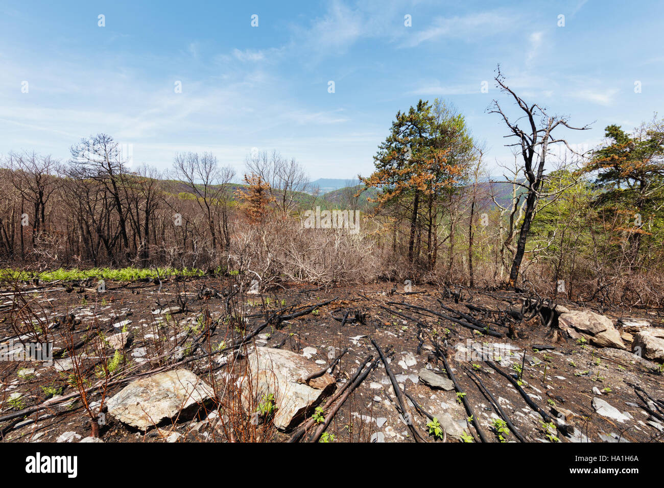 A photograph taken after a wildfire, showing the aftermath and ...