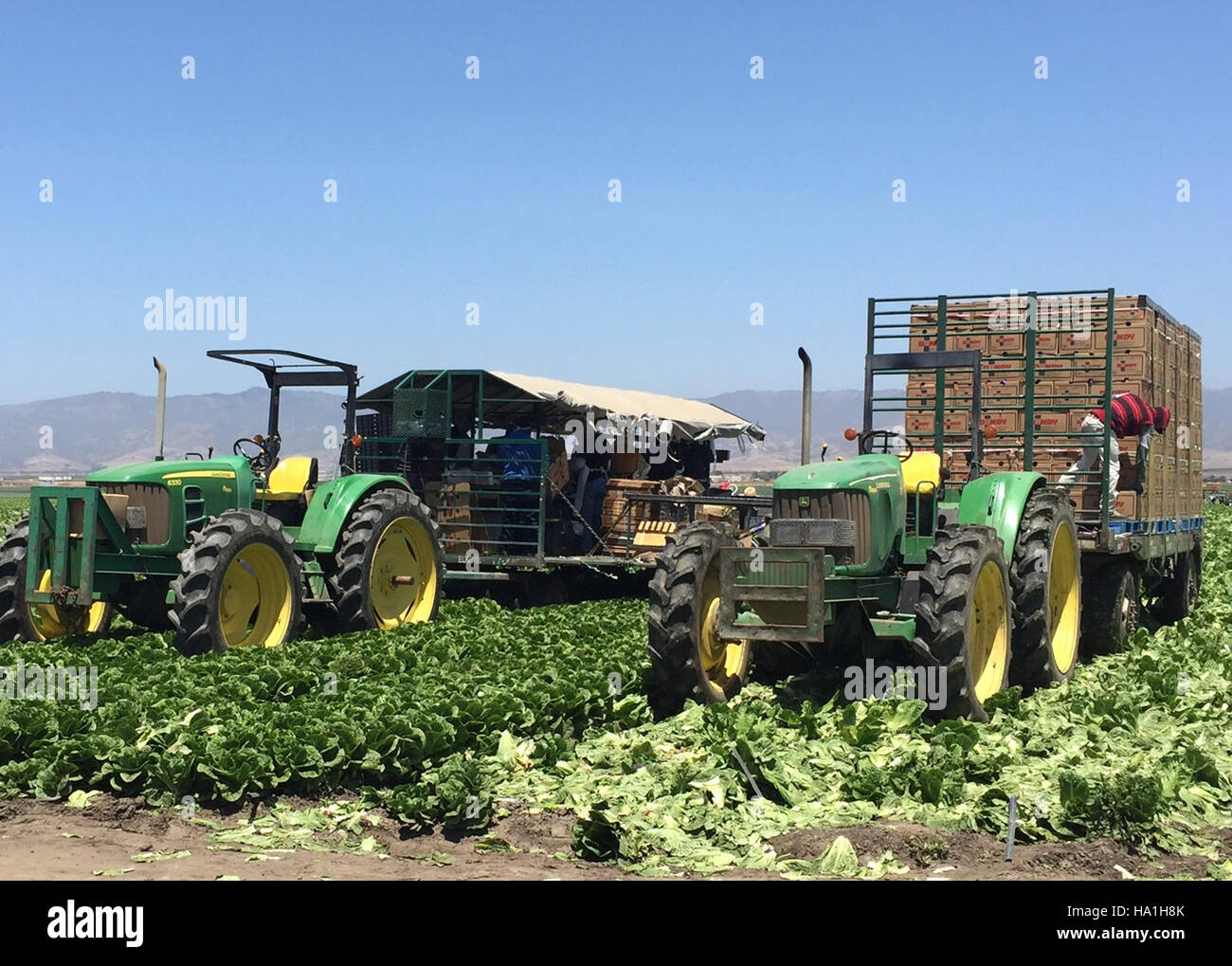 This image shows workers harvesting Romaine lettuce in California, a ...