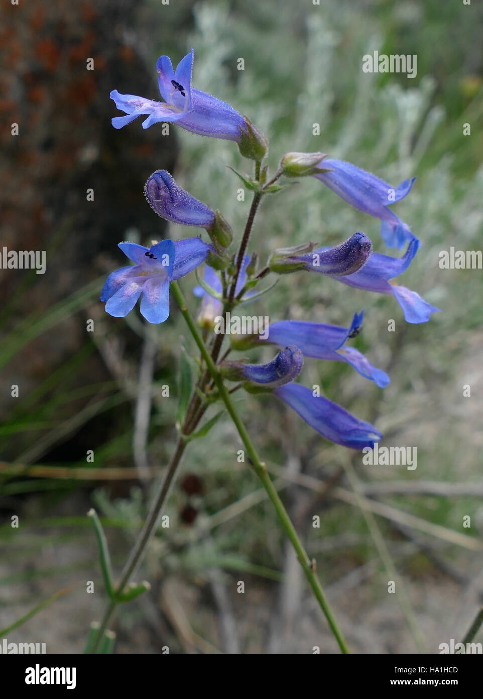 The Blue Penstemon (Penstemon cyaneus) is a striking wildflower native ...