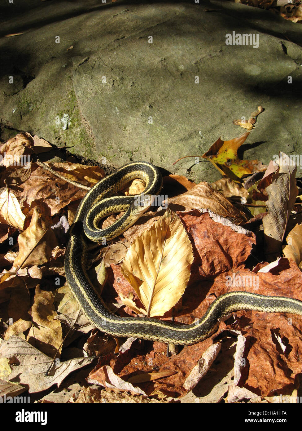 A garter snake spotted in its natural habitat, demonstrating the ...