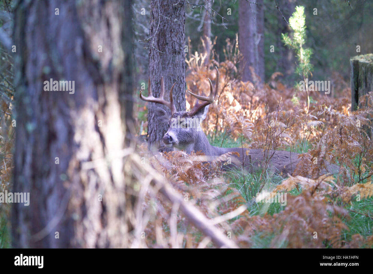 A Whitetail Buck in Glacier National Park, showcasing the park's ...