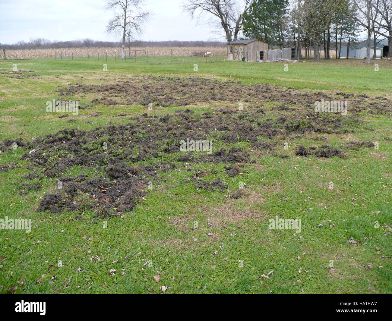 An image showing the damage caused by invasive species like feral swine ...