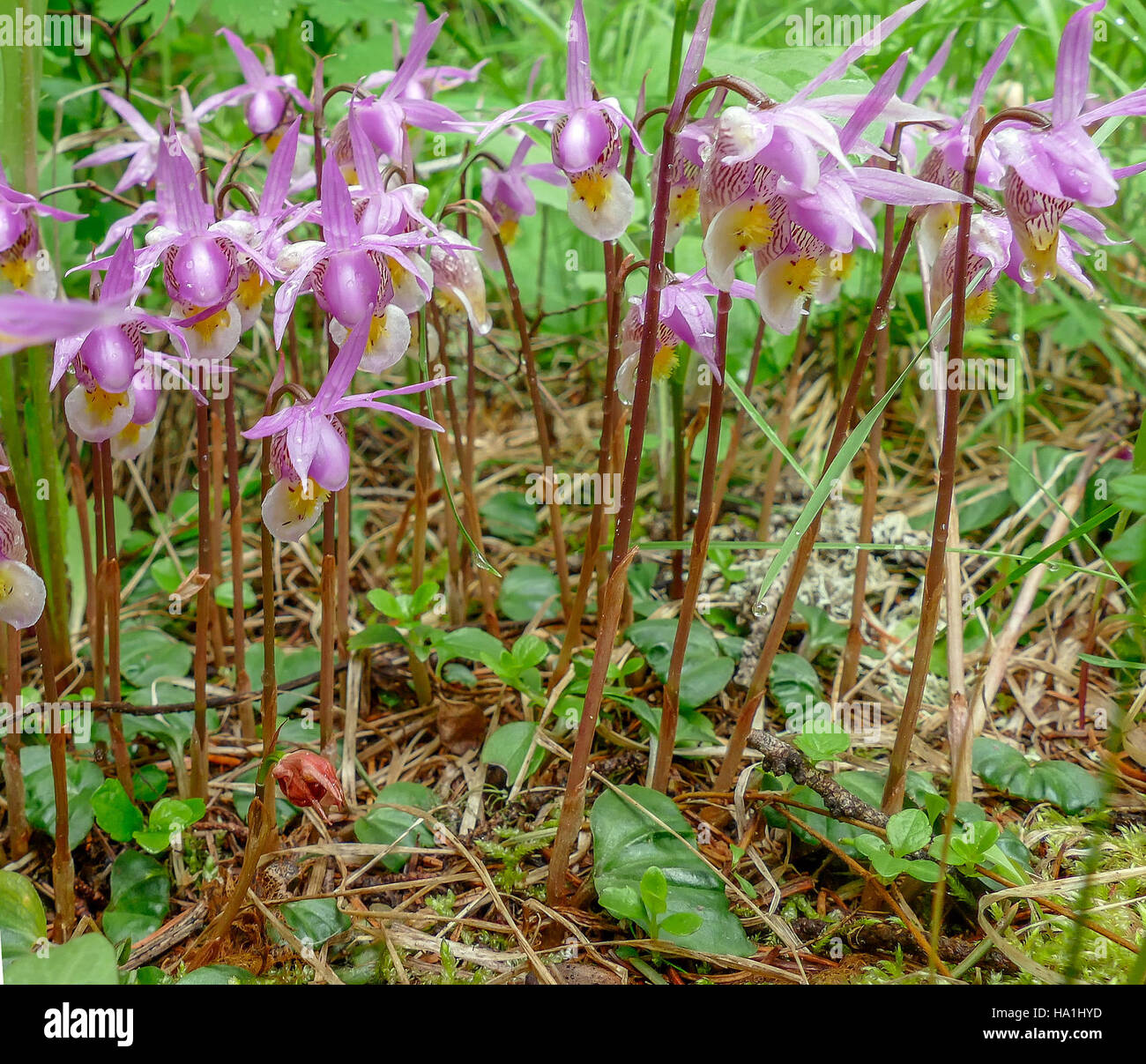 The Calypso orchid (Calypso bulbosa), also known as the fairy slipper ...