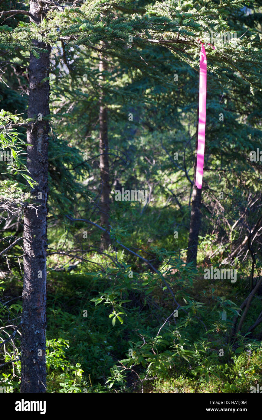 Flagging is used to mark a 100-foot perimeter around a cabin in Lake ...