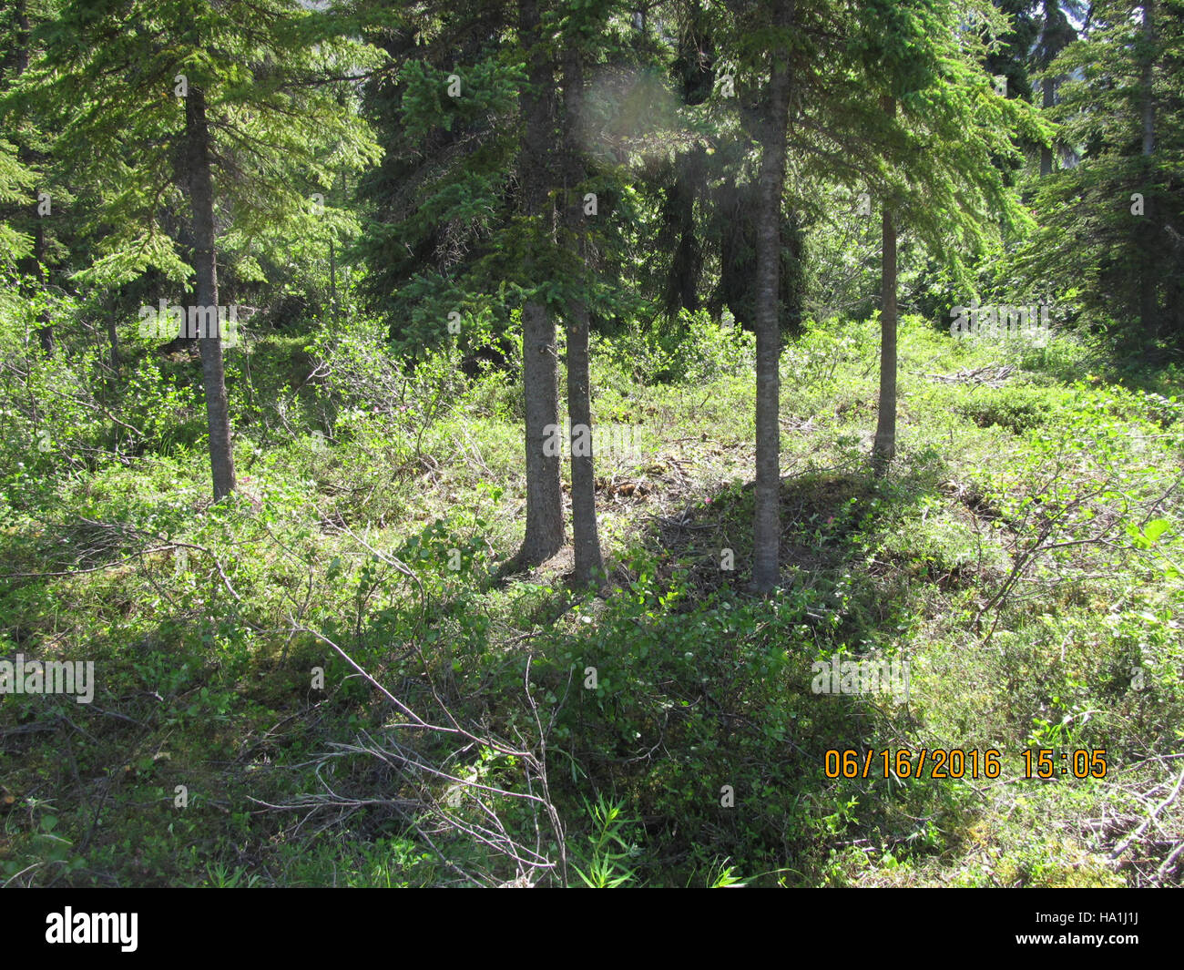 The legacy of Richard Proenneke, a pioneer of wilderness living in ...