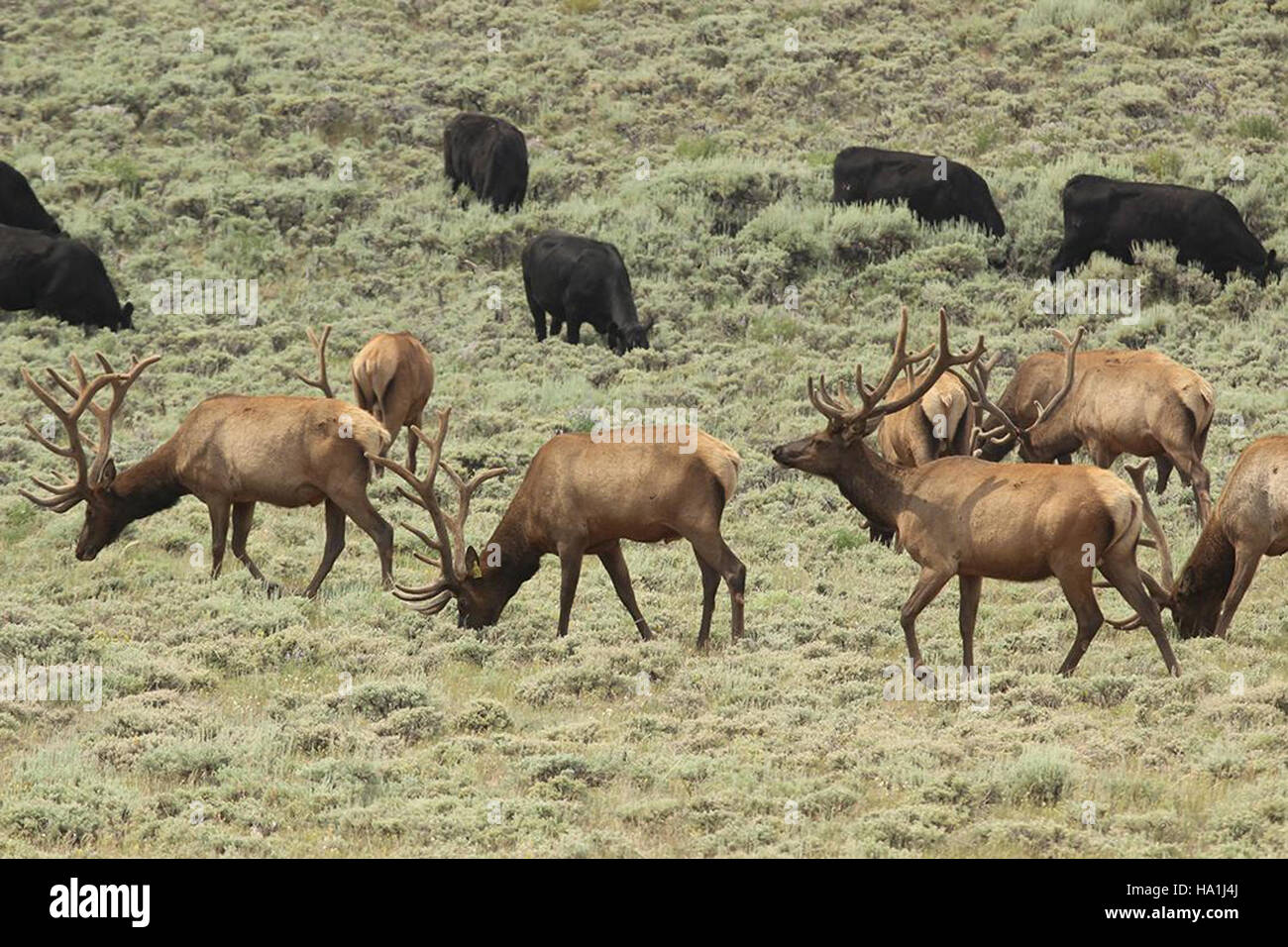 Usda animals hi-res stock photography and images - Alamy