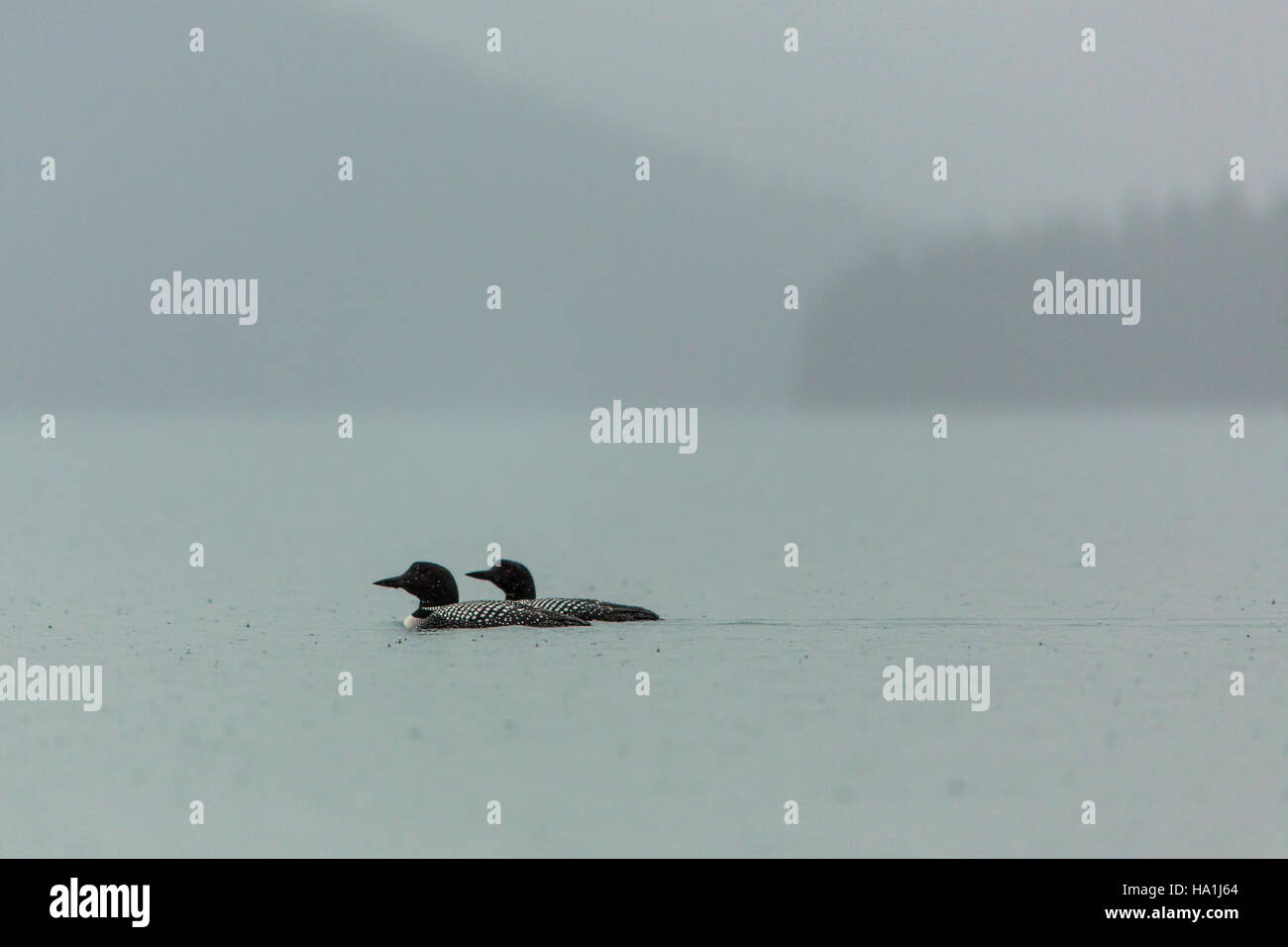 Two Common Loons (Gavia immer) swimming together in the waters of ...