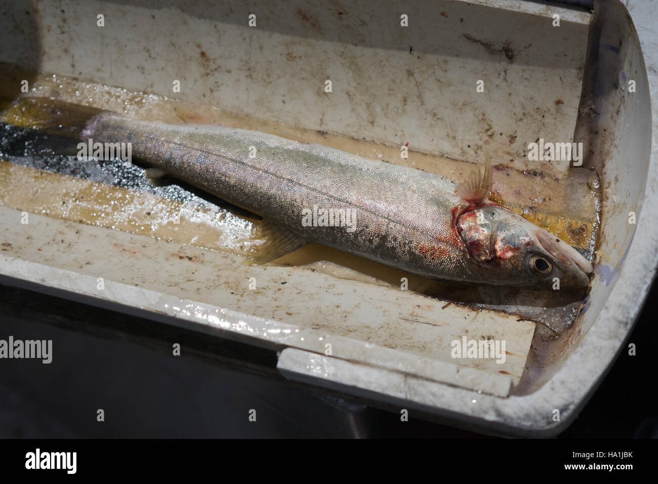 This photograph showcases the Quartz Lake Fish Project, part of Glacier ...