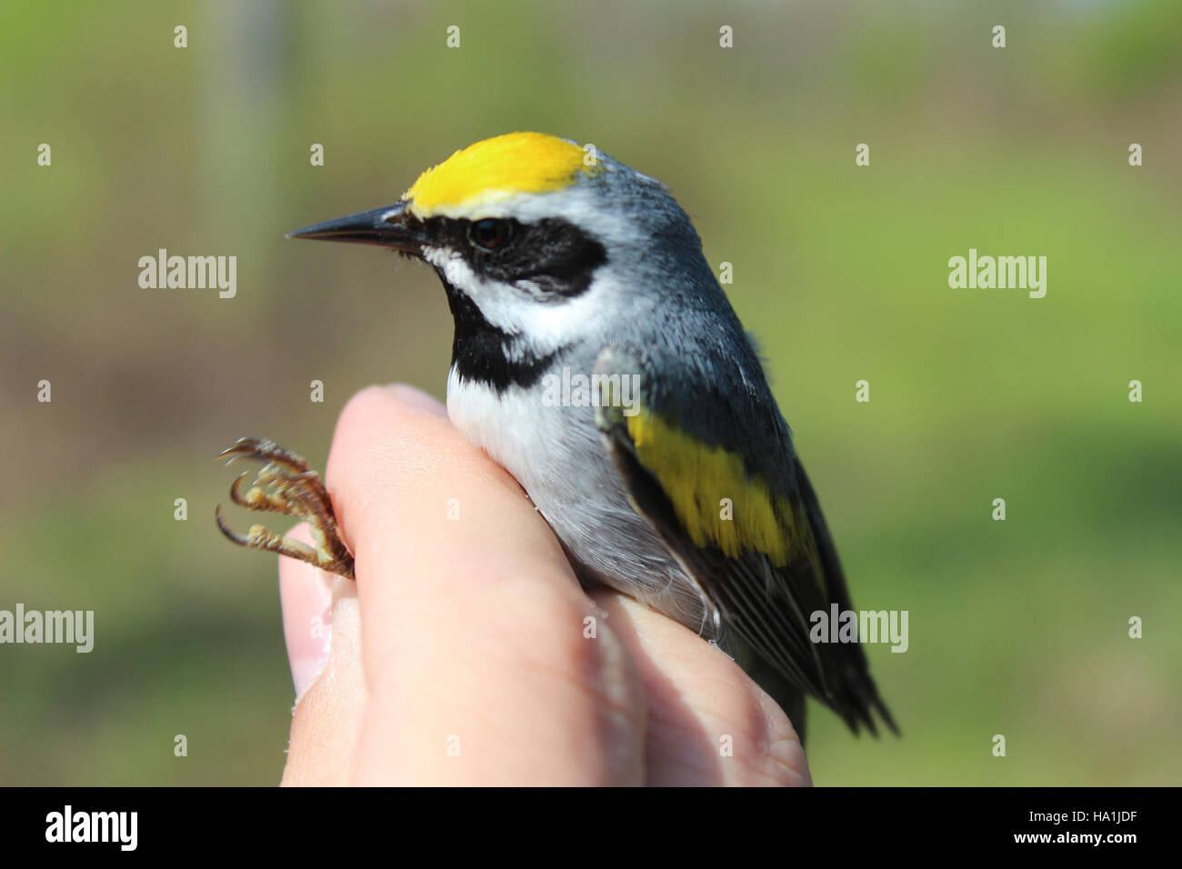 A golden-winged warbler, an important migratory bird species in North ...