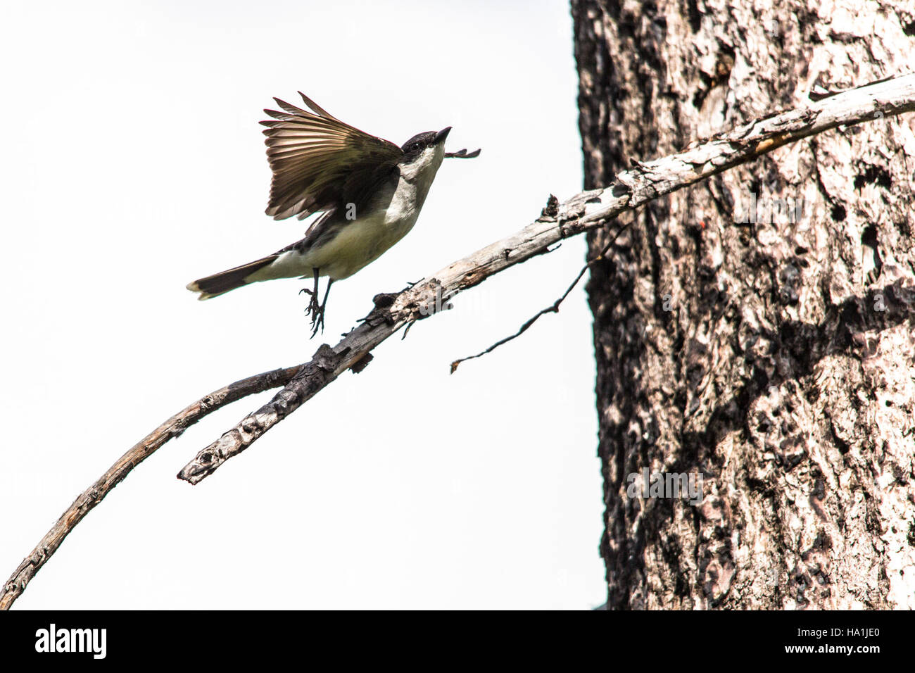 The Eastern Kingbird, Tyrannus tyrannus, takes flight in Glacier ...