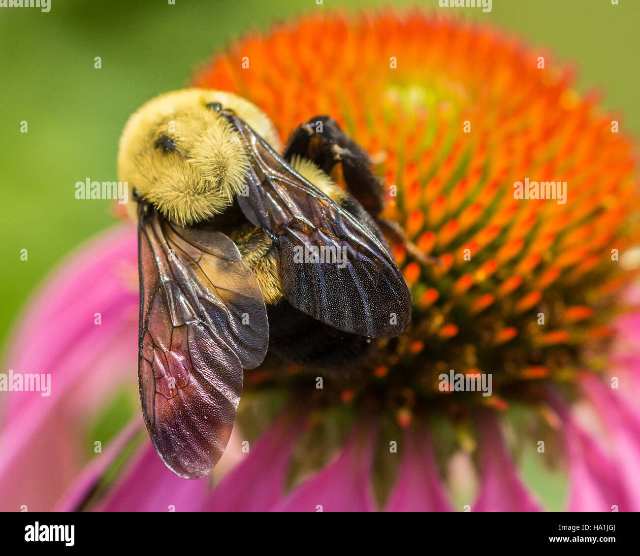 The USDA's Pollinator Week event showcased various pollinators ...
