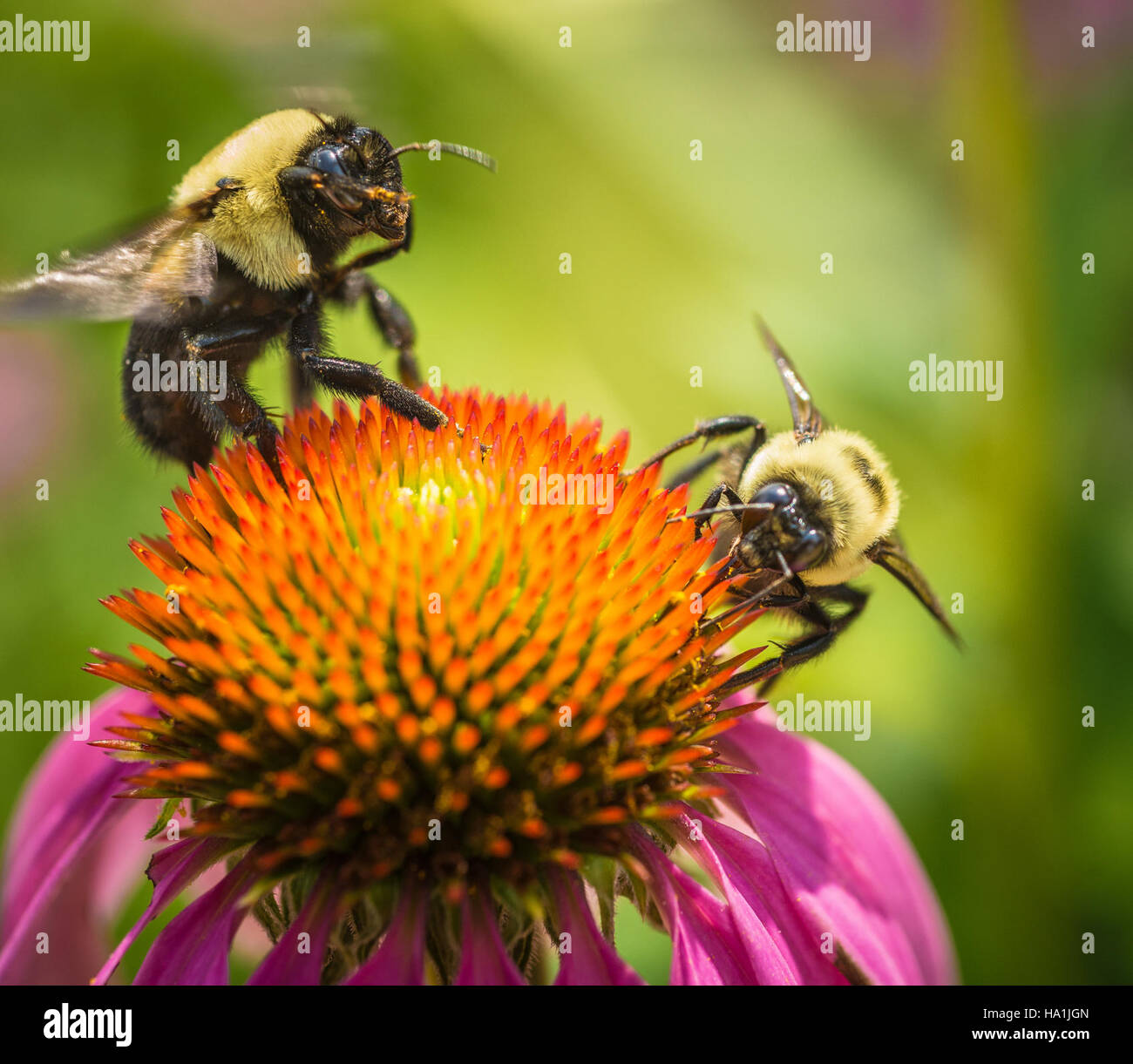 This image highlights an event during Pollinator Week at the USDA’s ...