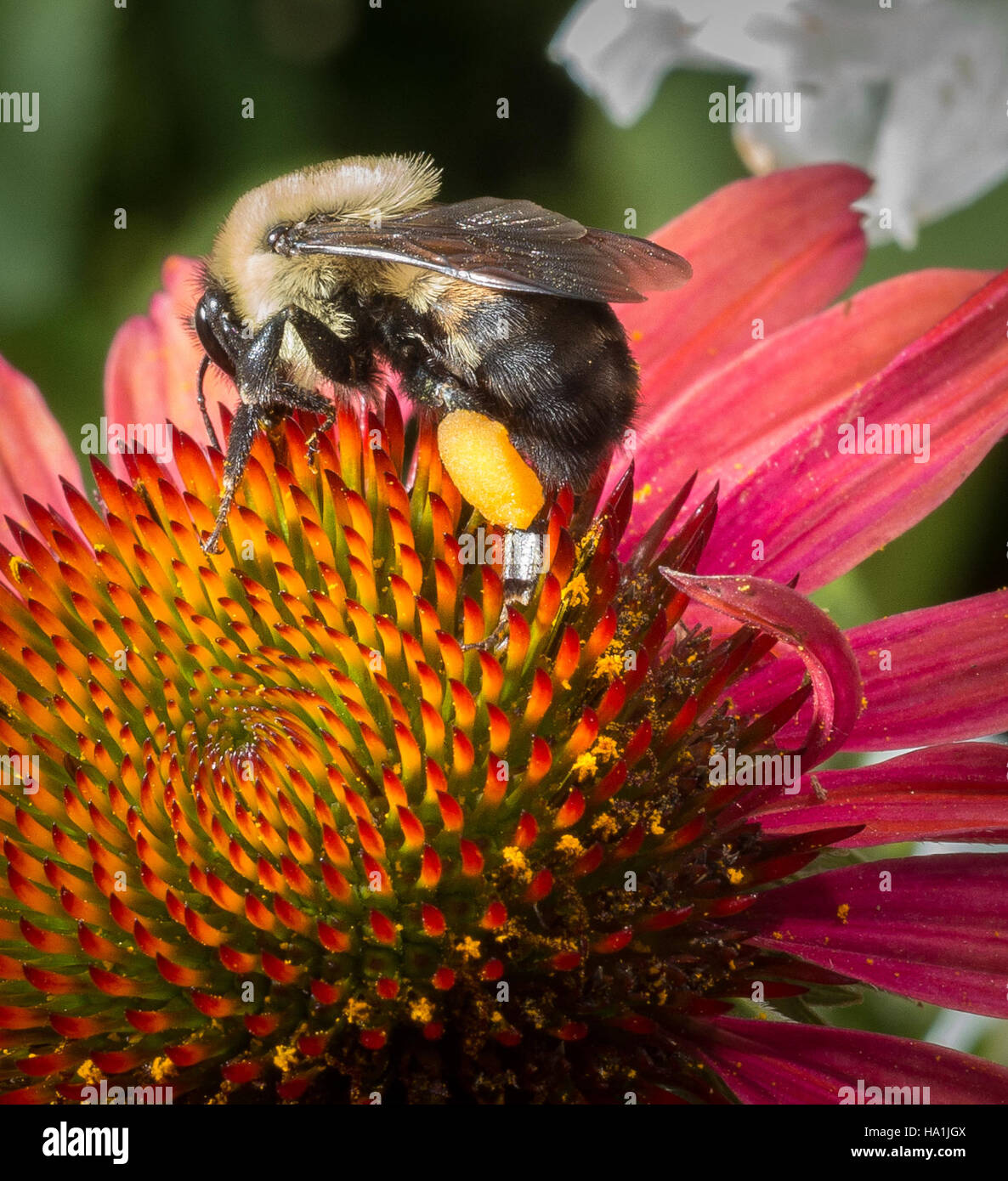 The USDA's Pollinator Week emphasizes the critical role of pollinators ...