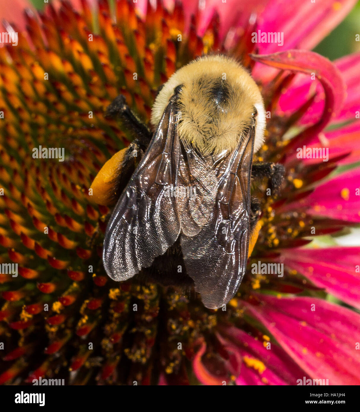 A bumblebee collects pollen from an Echinacea coneflower during ...