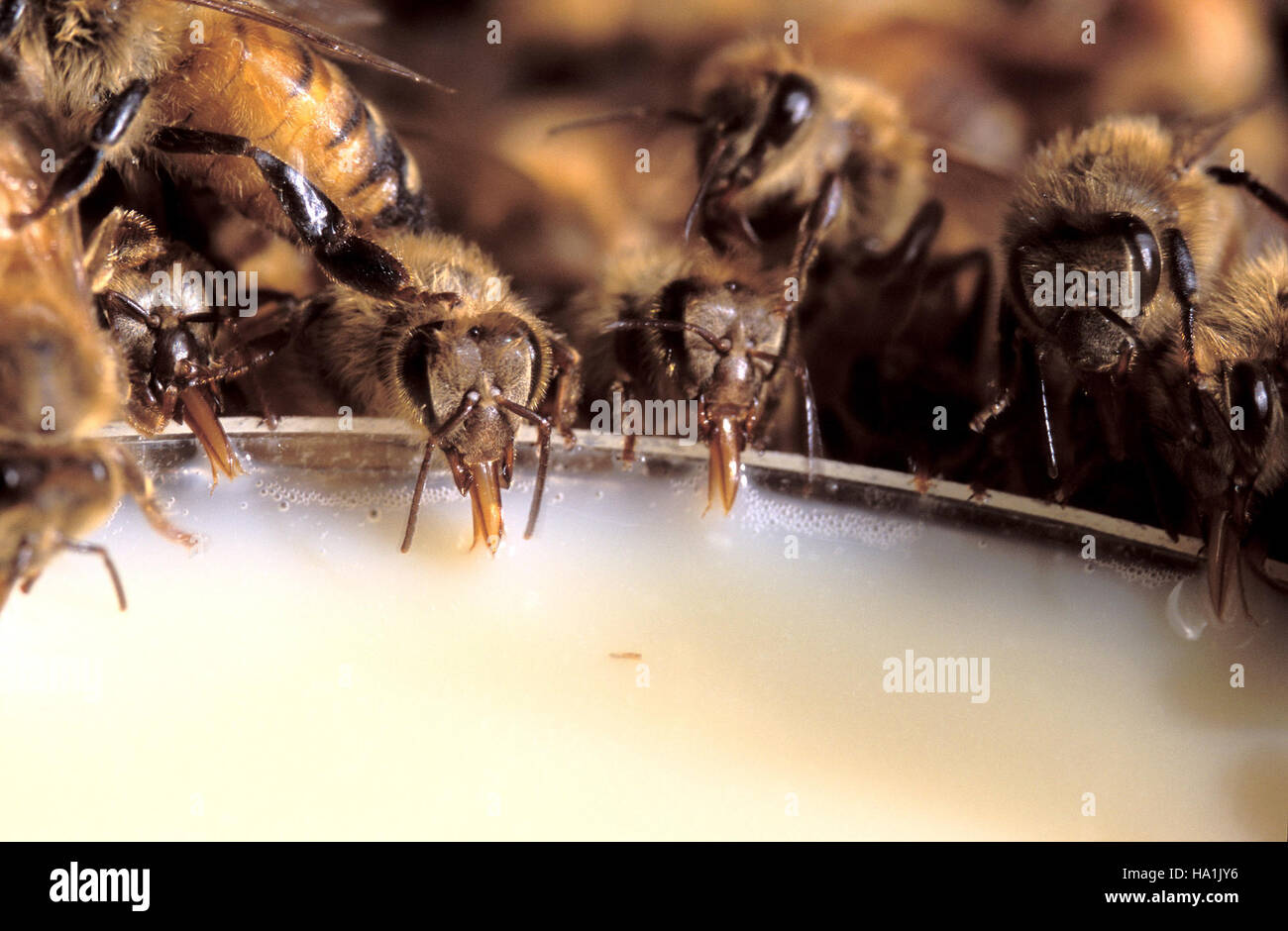 Megabee hi-res stock photography and images - Alamy