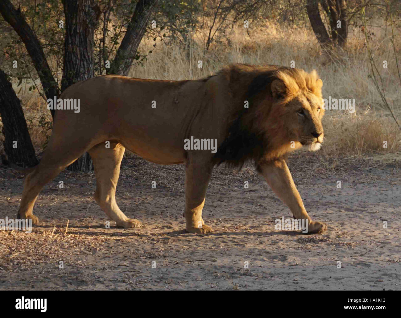 An African lion, photographed in its natural habitat. This apex ...